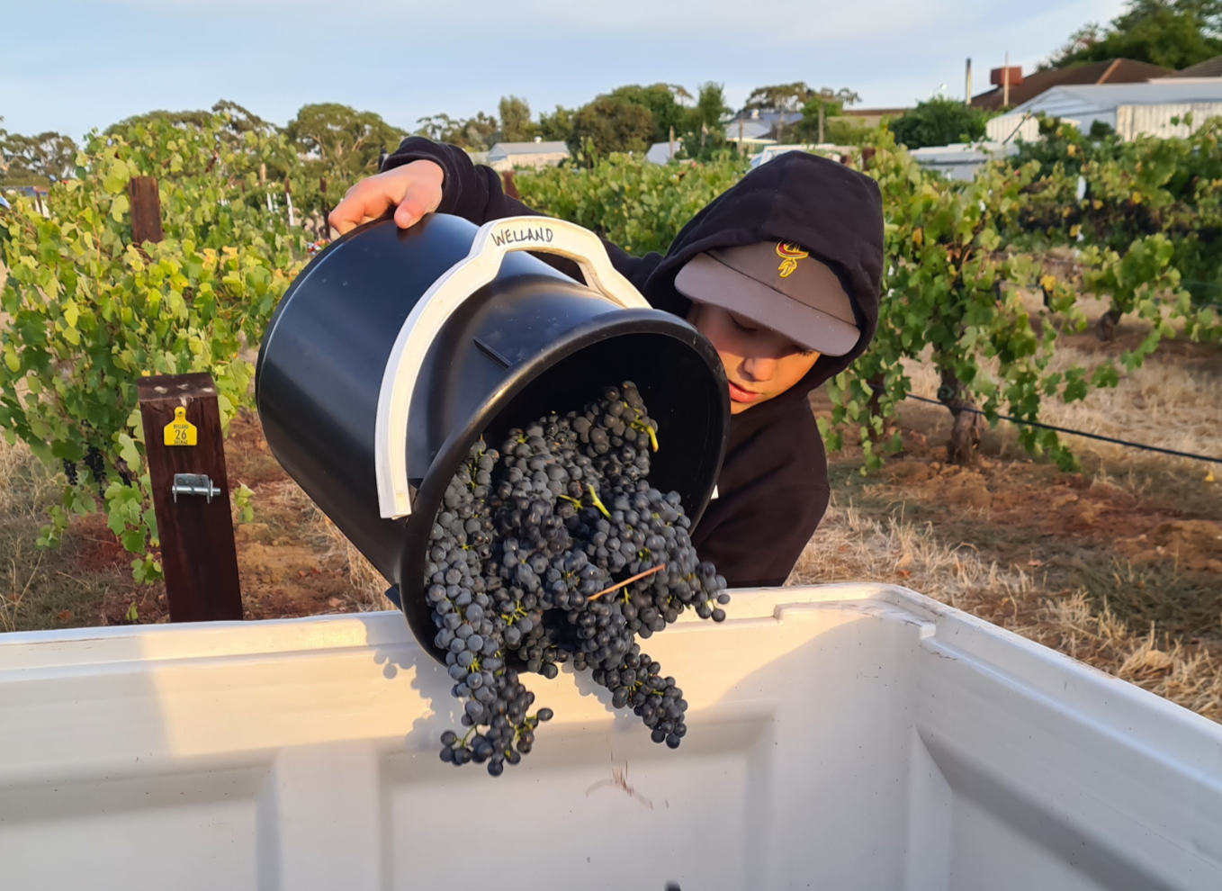 About | Welland Barossa